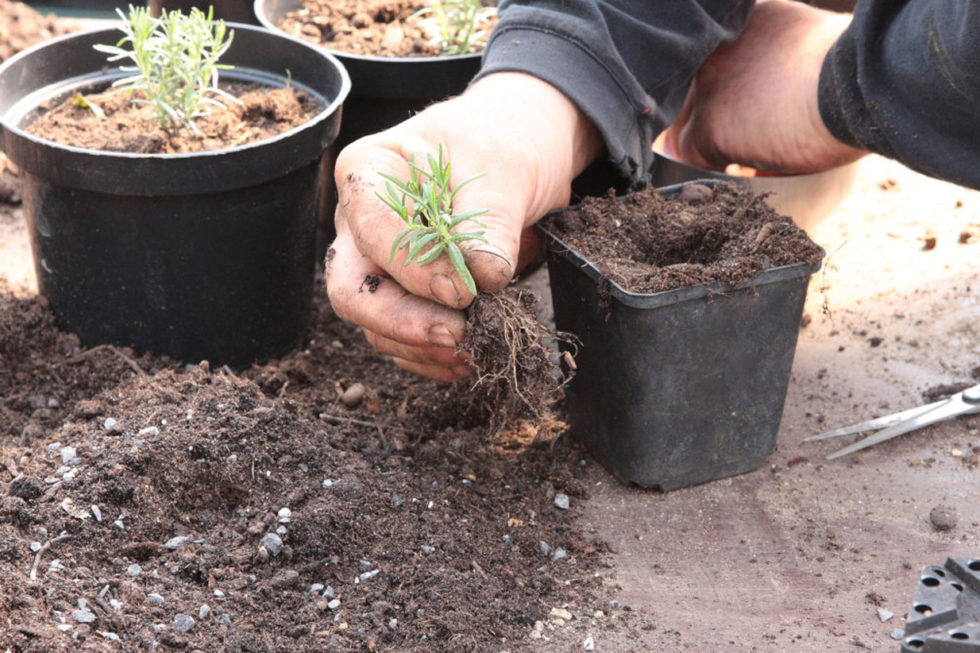 Made In Pilifs - La Ferme Nos Pilifs