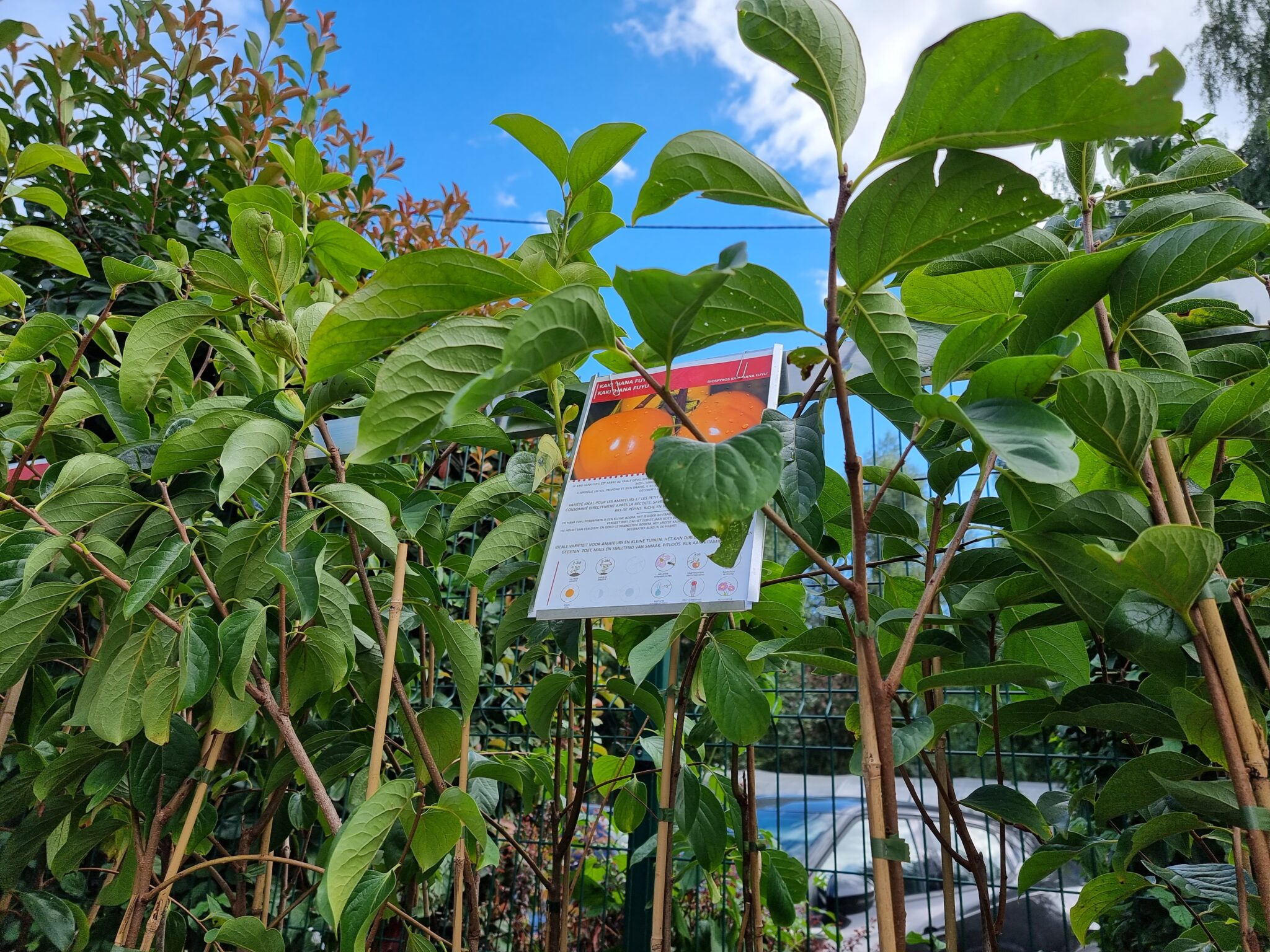 FRUITIERS D'EXCEPTION - La Ferme Nos Pilifs